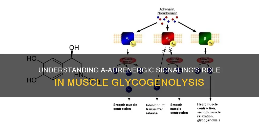 Understanding A-Adrenergic Signaling's Role In Muscle Glycogenolysis ...