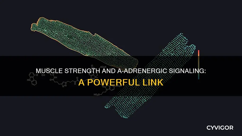 Muscle Strength And Α-Adrenergic Signaling: A Powerful Link | CyVigor