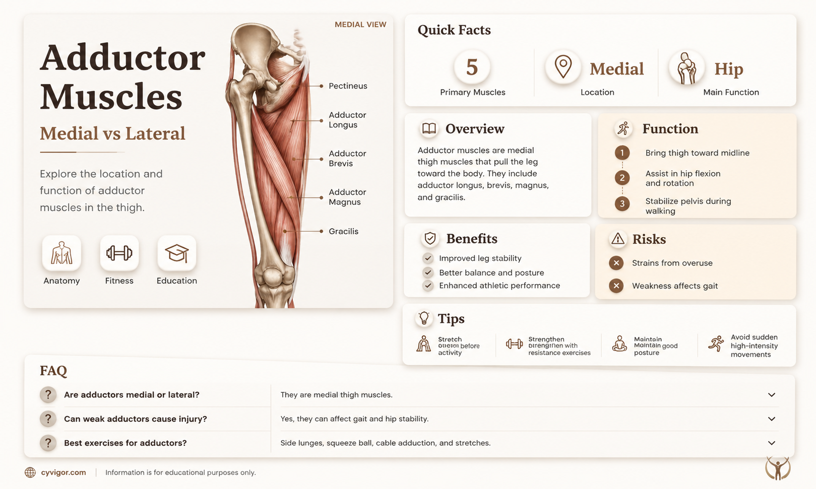 Adductor Muscles: Medial Or Lateral? | CyVigor