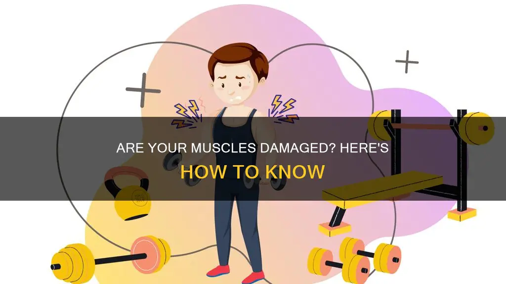 Are Your Muscles Damaged? Here's How To Know | CyVigor