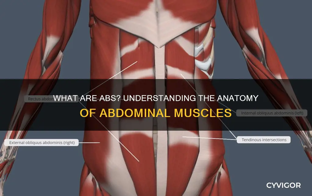What Are Abs? Understanding The Anatomy Of Abdominal Muscles | CyVigor