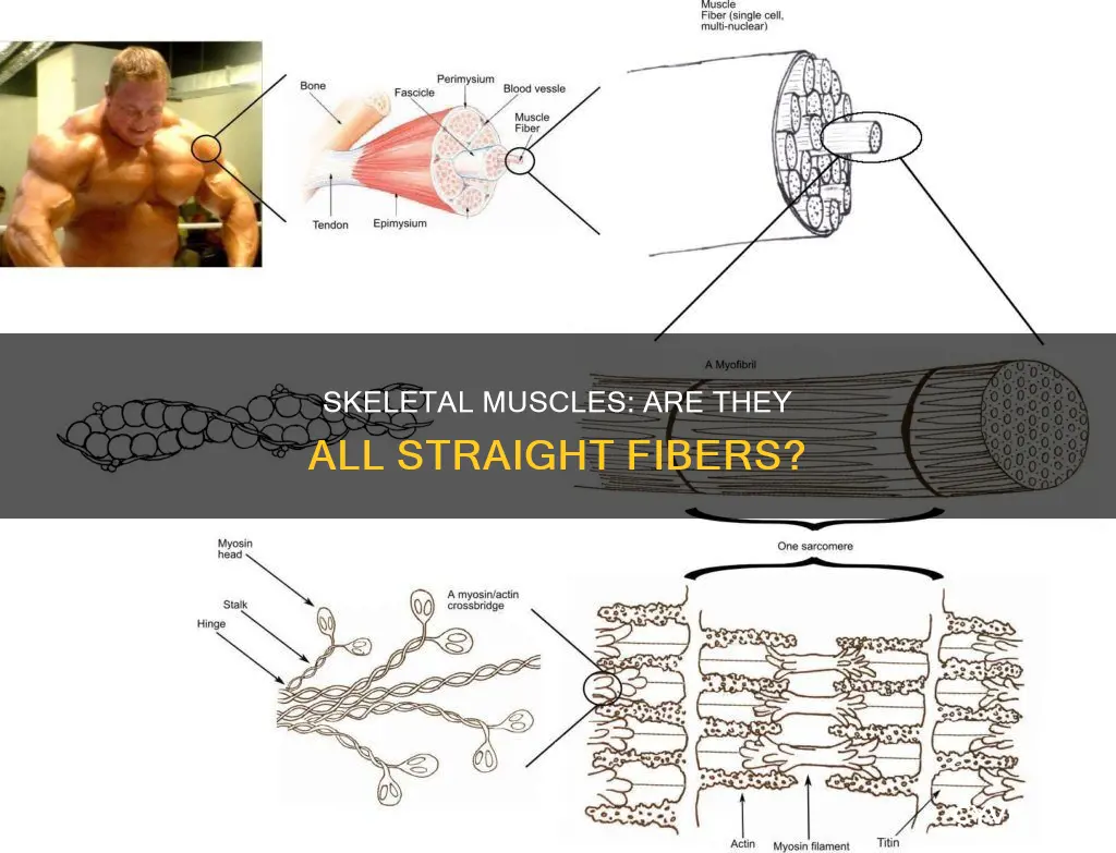 Skeletal Muscles: Are They All Straight Fibers? | CyVigor