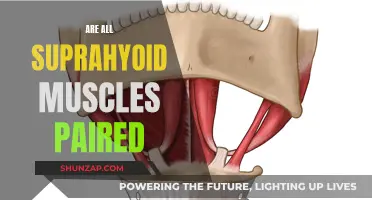 Understanding Myotomes: Are All Muscles Myotomes? | CyVigor