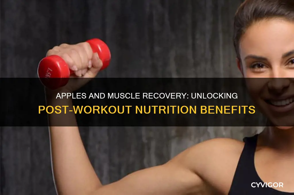 Apples And Muscle Recovery: Unlocking Post-Workout Nutrition Benefits ...