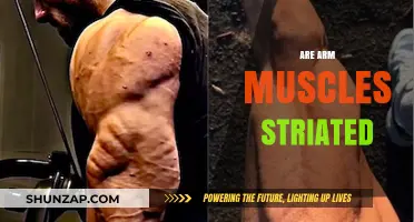 Flexion Vs. Extension: Which Activates Arm Muscles More Effectively ...