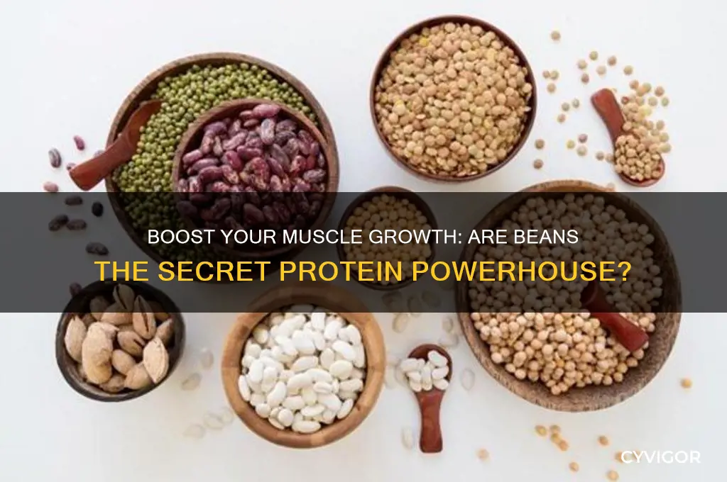 Boost Your Muscle Growth: Are Beans The Secret Protein Powerhouse ...