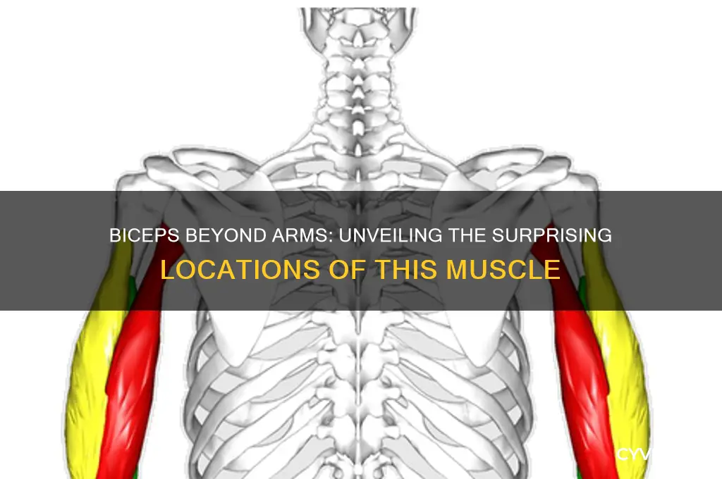 Biceps Beyond Arms: Unveiling The Surprising Locations Of This Muscle ...