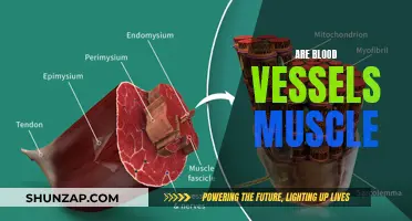What Are Bones And Muscles? Organs Or Not? | CyVigor