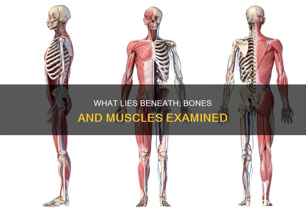 What Lies Beneath: Bones And Muscles Examined | CyVigor