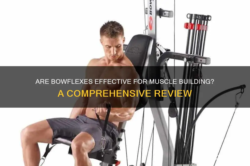 Are Bowflexes Effective For Muscle Building? A Comprehensive Review ...