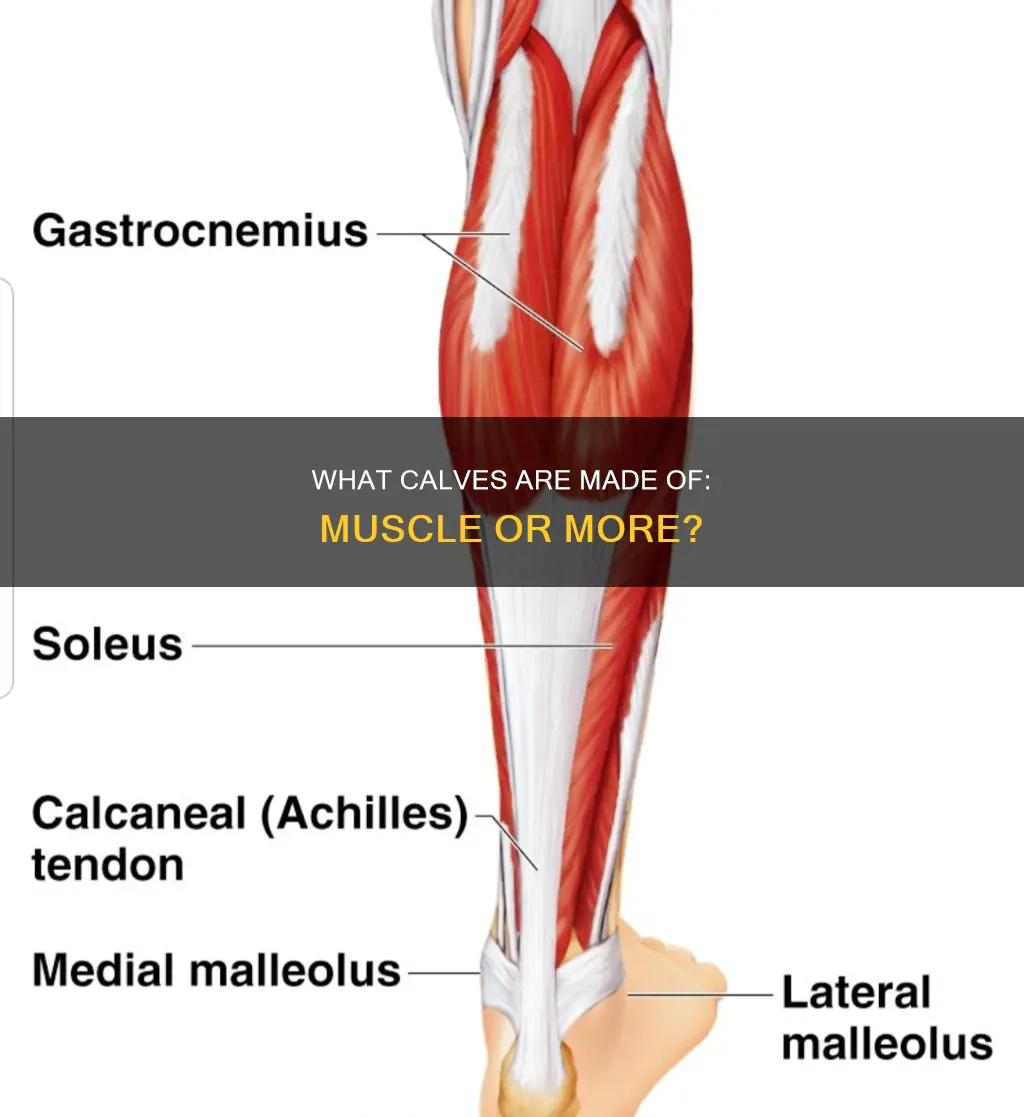 What Calves Are Made Of: Muscle Or More? | CyVigor