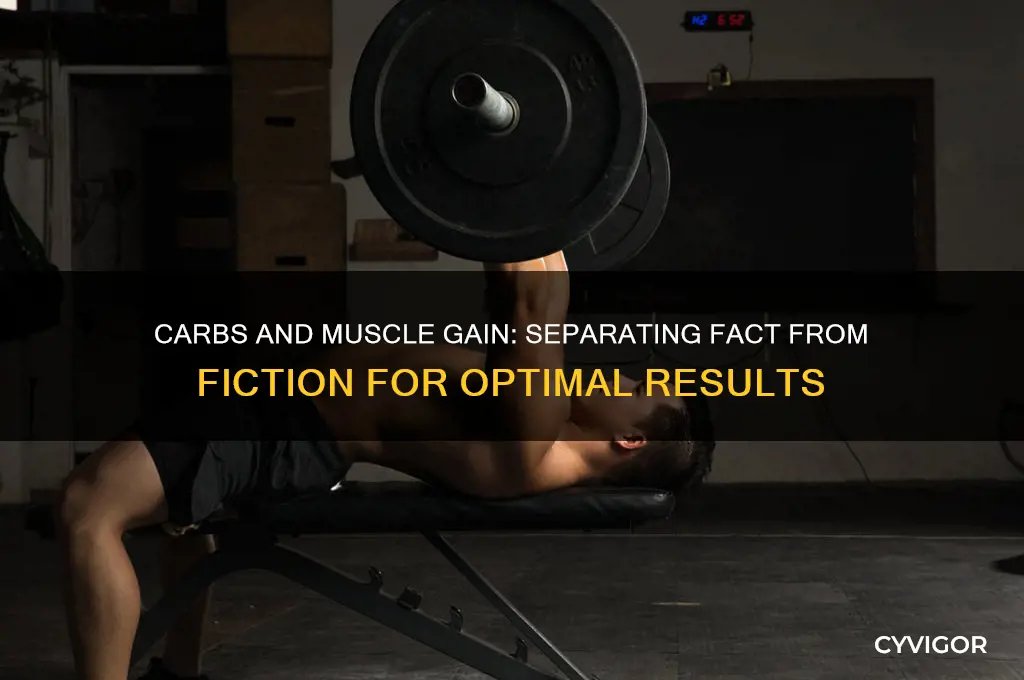 Carbs And Muscle Gain: Separating Fact From Fiction For Optimal Results ...