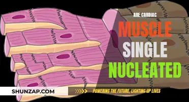 Cardiac Muscle Cells: Their Myogenic Nature Explained | CyVigor