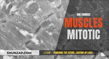 Cardiac Muscle Cells: Their Myogenic Nature Explained | CyVigor