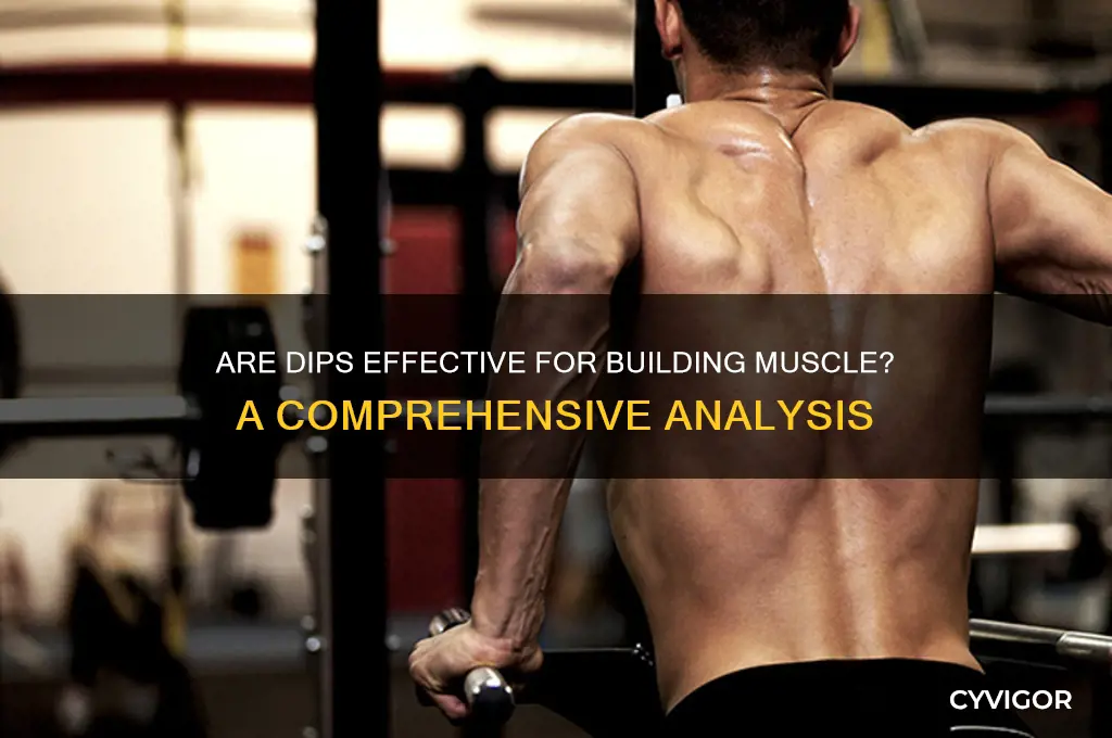 Are Dips Effective For Building Muscle? A Comprehensive Analysis | CyVigor