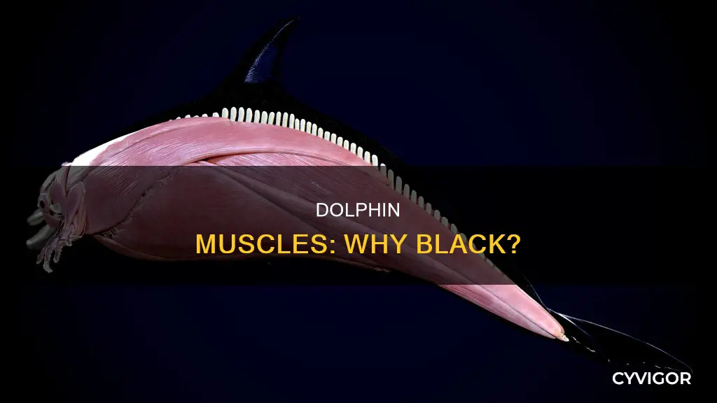Dolphin Muscles: Why Black? | CyVigor