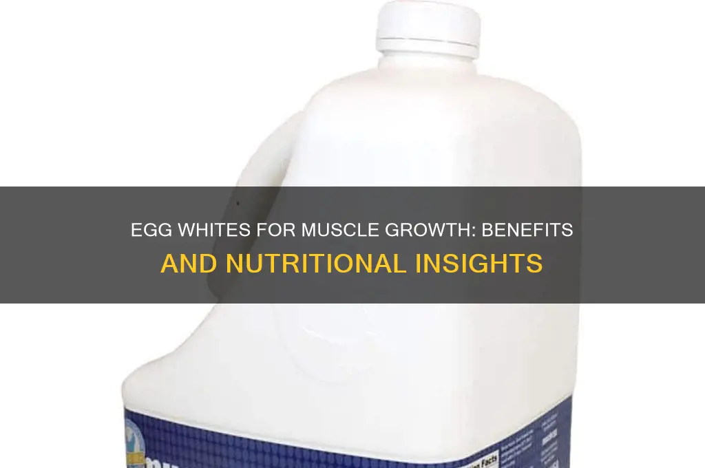 Egg Whites For Muscle Growth: Benefits And Nutritional Insights | CyVigor