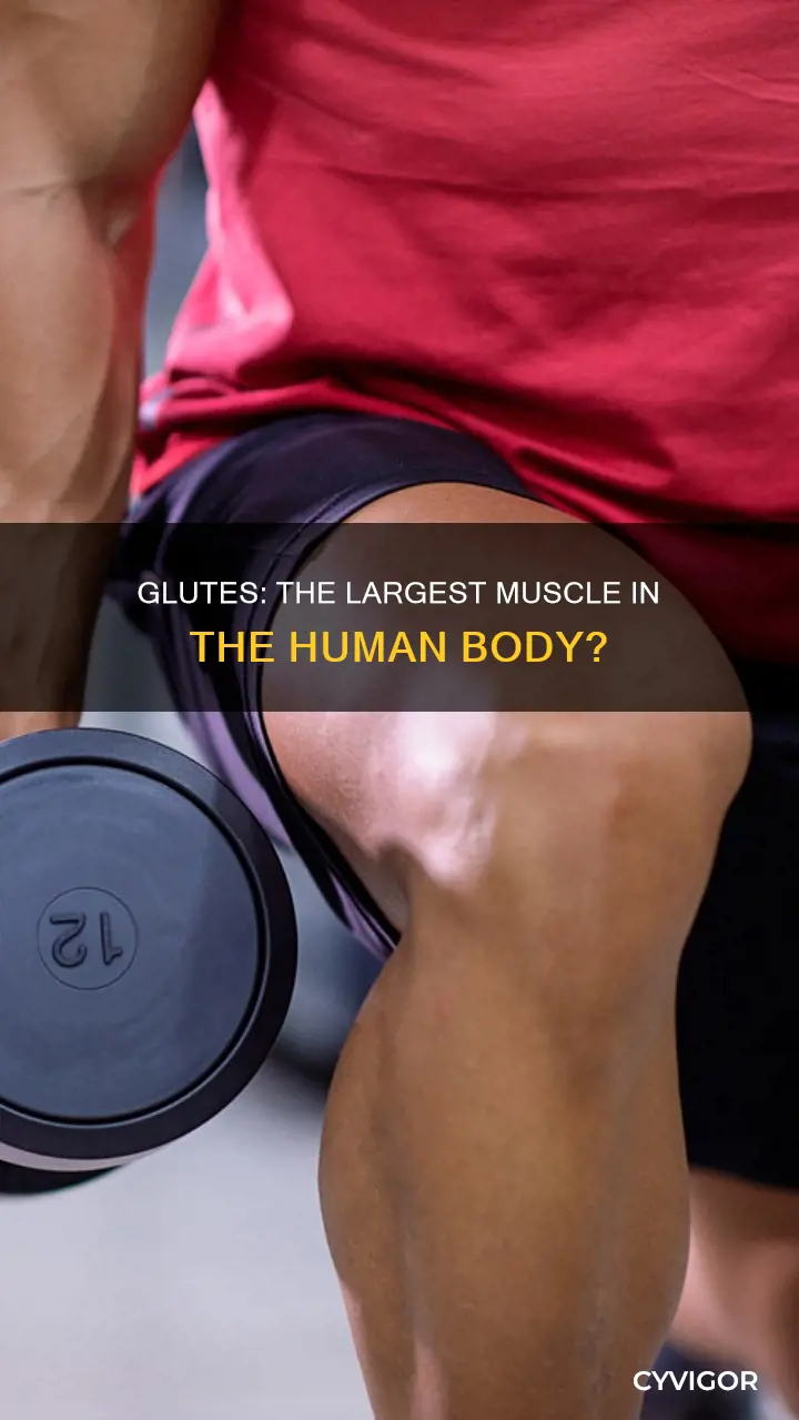 Glutes: The Largest Muscle In The Human Body? | CyVigor