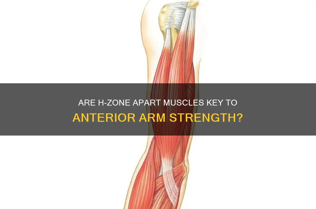 Are H-Zone Apart Muscles Key To Anterior Arm Strength? | CyVigor