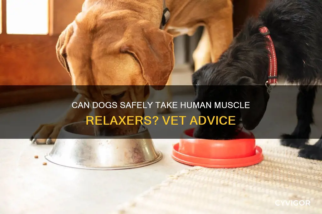 Can Dogs Safely Take Human Muscle Relaxers? Vet Advice | CyVigor