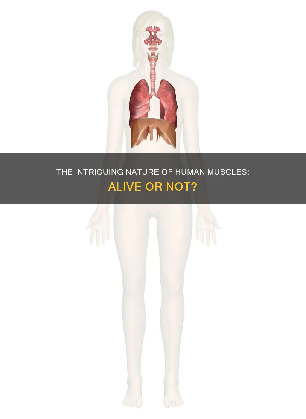 The Intriguing Nature Of Human Muscles: Alive Or Not? | CyVigor