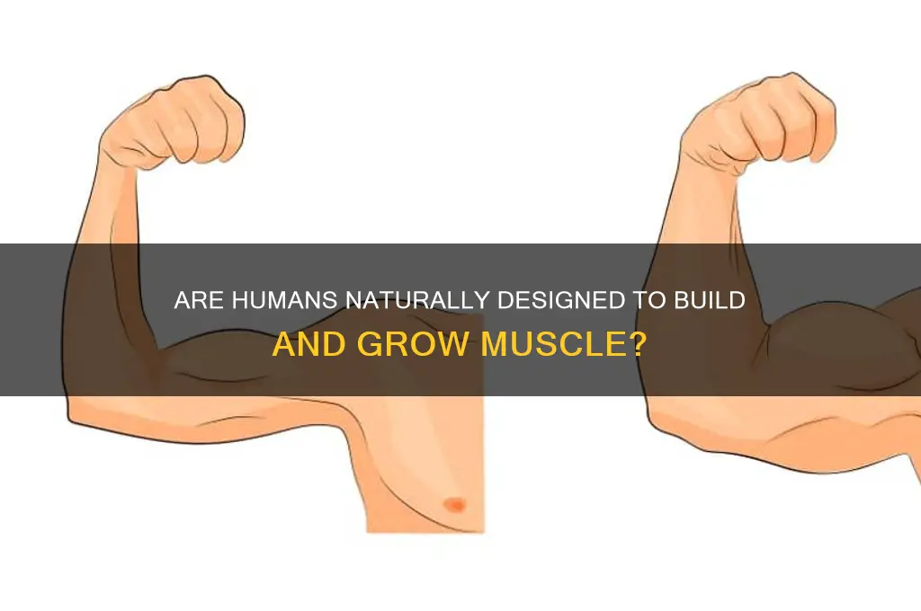 Are Humans Naturally Designed To Build And Grow Muscle? | CyVigor