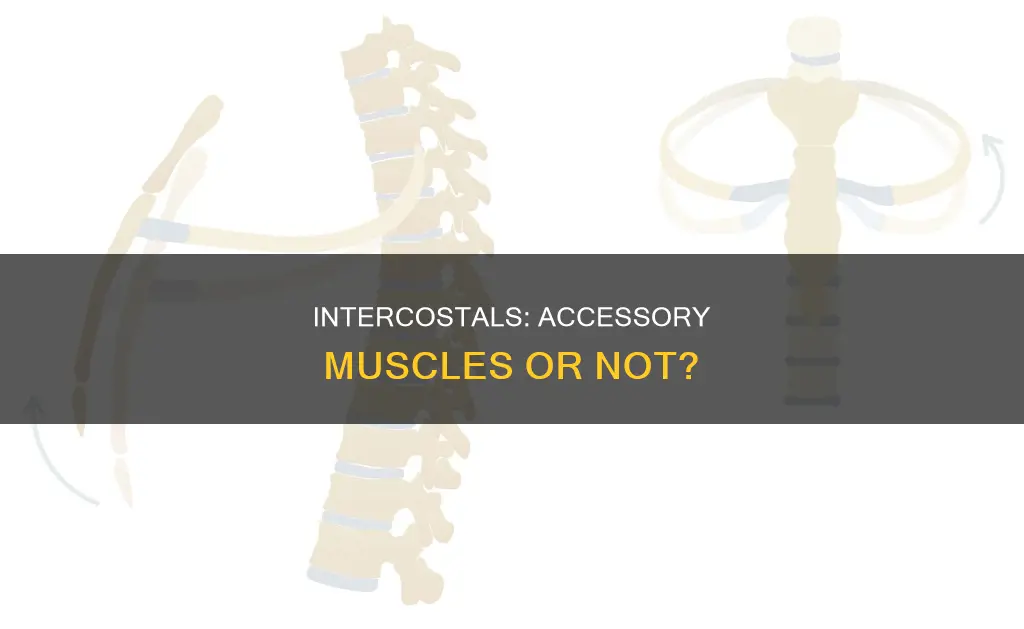 Intercostals: Accessory Muscles Or Not? | CyVigor