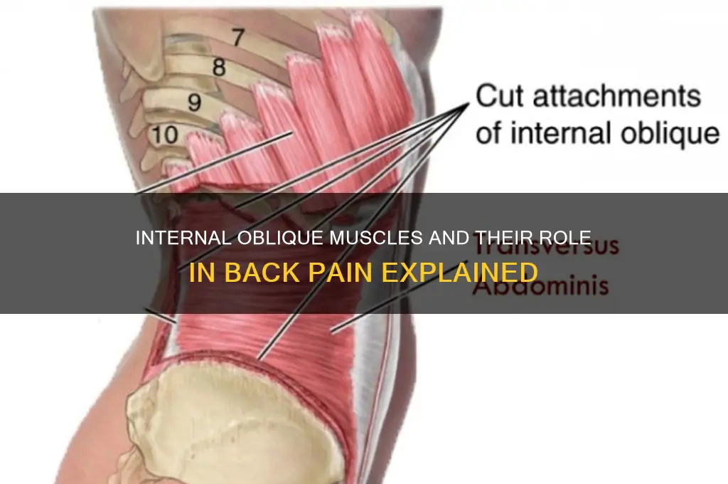 Internal Oblique Muscles And Their Role In Back Pain Explained | CyVigor