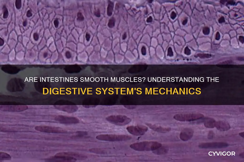 Are Intestines Smooth Muscles? Understanding The Digestive System's ...