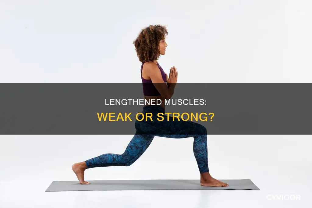 Lengthened Muscles: Weak Or Strong? | CyVigor