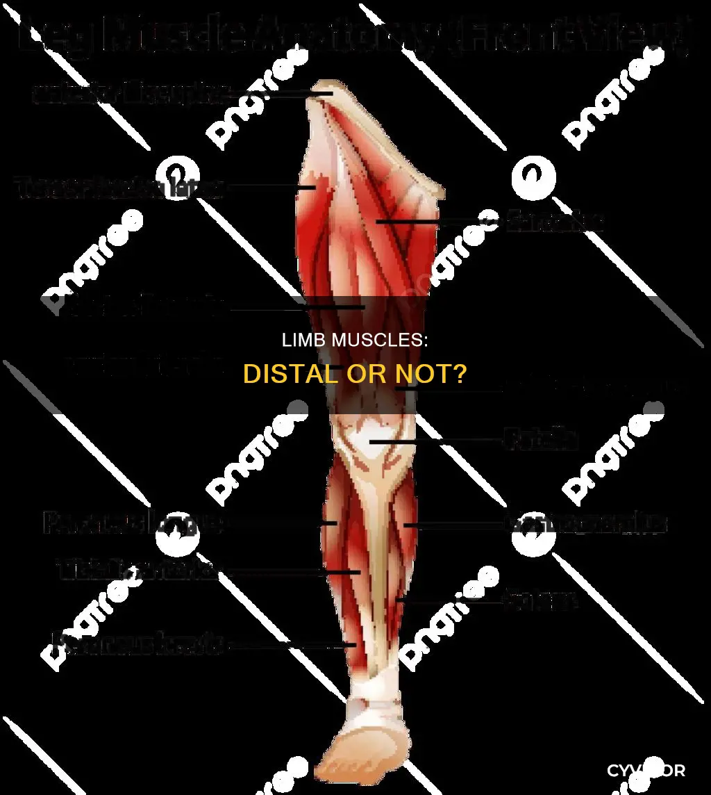 Limb Muscles: Distal Or Not? | CyVigor