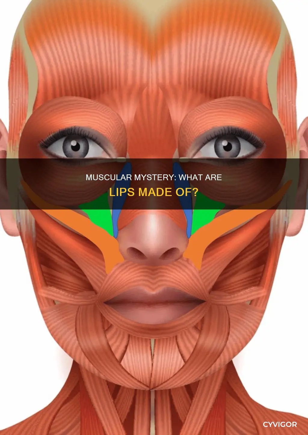 Muscular Mystery: What Are Lips Made Of? | CyVigor