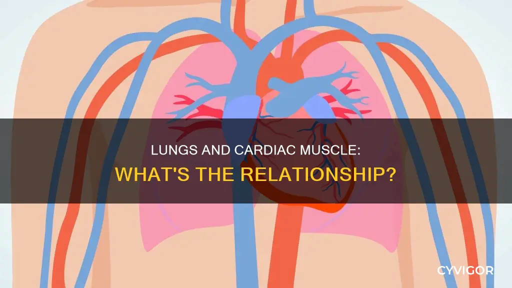 Lungs And Cardiac Muscle: What's The Relationship? | CyVigor