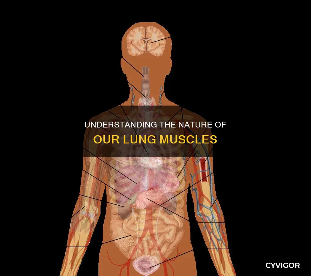Understanding The Nature Of Our Lung Muscles | CyVigor