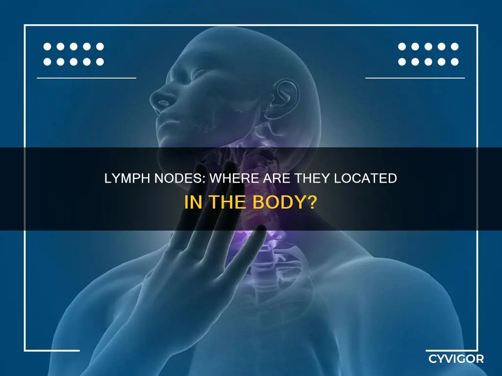 Lymph Nodes: Where Are They Located In The Body? | CyVigor