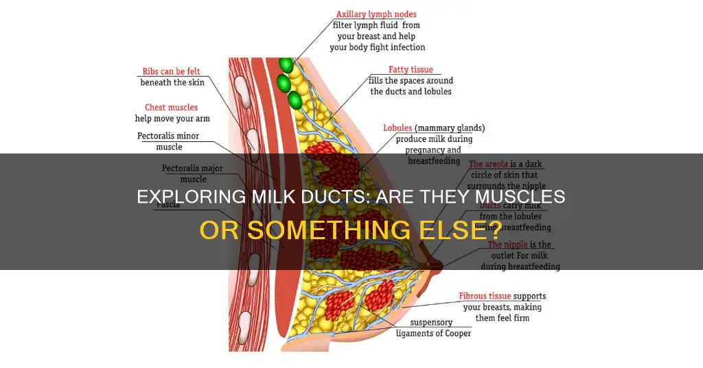 Exploring Milk Ducts: Are They Muscles Or Something Else? | CyVigor
