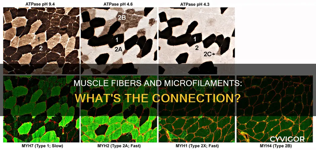 Muscle Fibers And Microfilaments: What's The Connection? | CyVigor