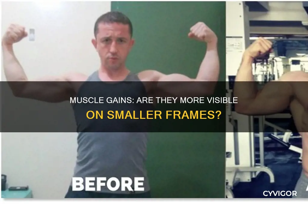 Muscle Gains: Are They More Visible On Smaller Frames? | CyVigor