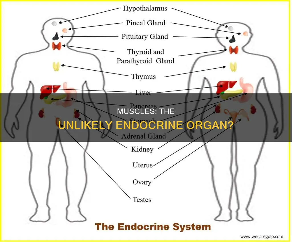 Muscles: The Unlikely Endocrine Organ? | CyVigor