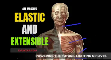 Muscle Ultrasound: Understanding The Isoechoic Appearance | CyVigor