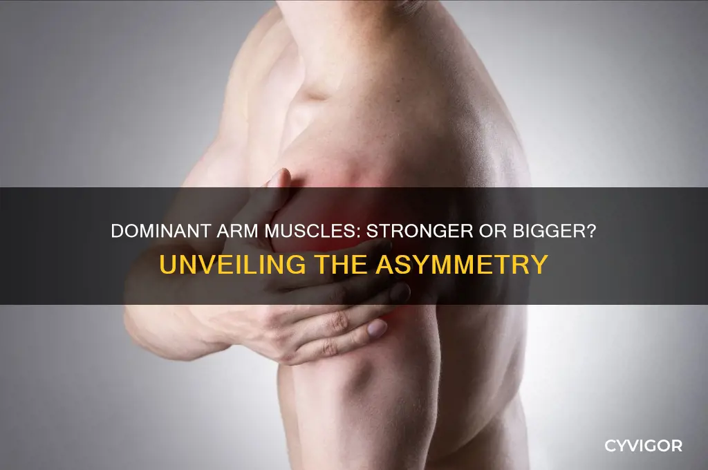 Dominant Arm Muscles: Stronger Or Bigger? Unveiling The Asymmetry | CyVigor