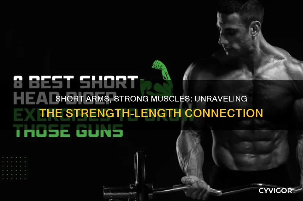 Short Arms, Strong Muscles: Unraveling The Strength-Length Connection ...
