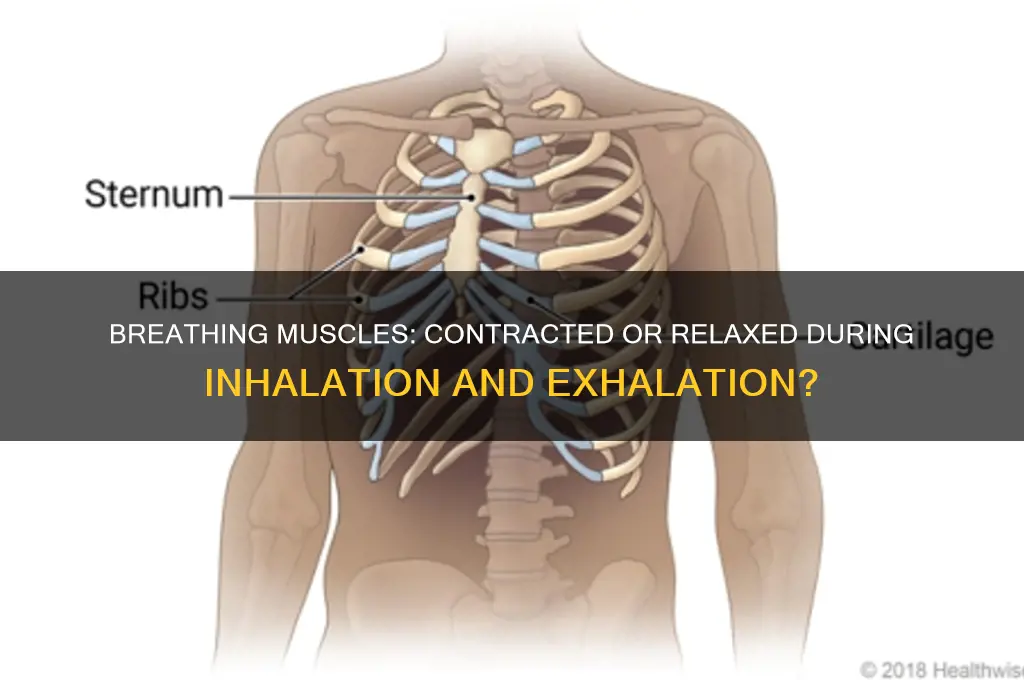 Breathing Muscles: Contracted Or Relaxed During Inhalation And ...