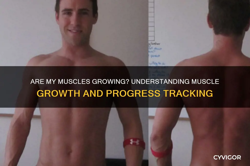 Are My Muscles Growing? Understanding Muscle Growth And Progress ...