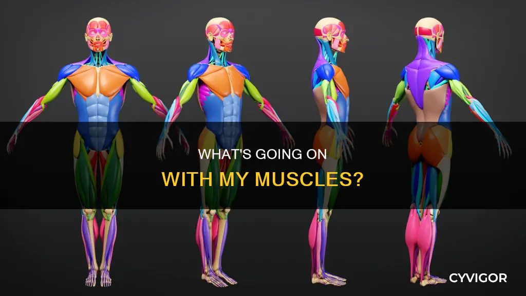 What's Going On With My Muscles? | CyVigor