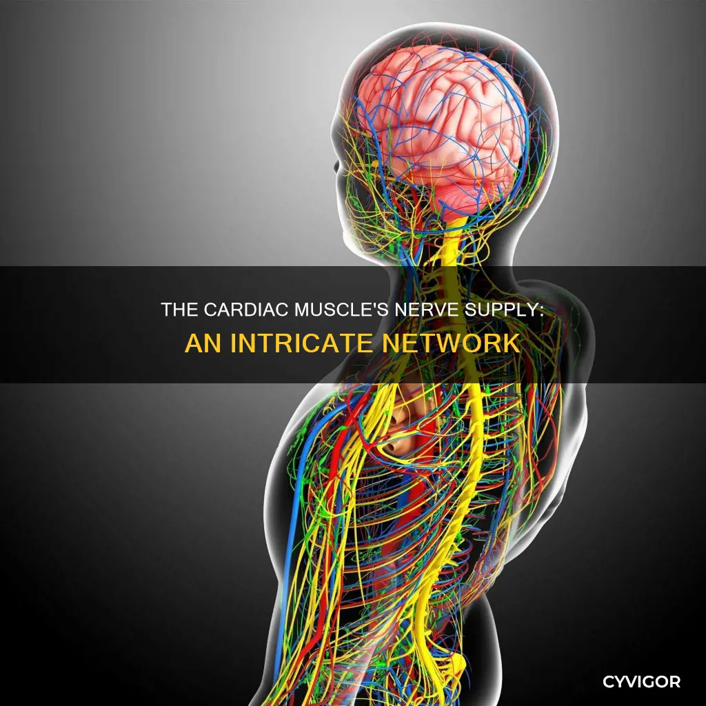 The Cardiac Muscle's Nerve Supply: An Intricate Network | CyVigor