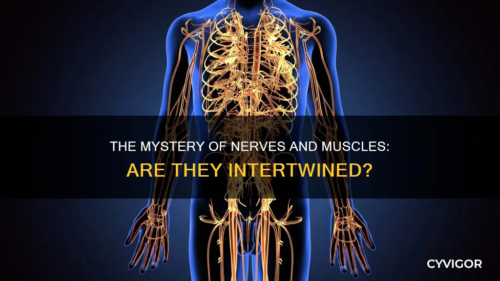 The Mystery Of Nerves And Muscles: Are They Intertwined? | CyVigor