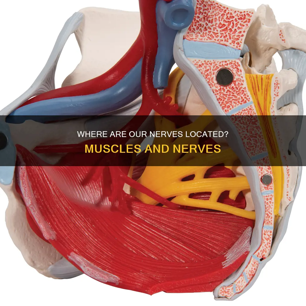 Where Are Our Nerves Located? Muscles And Nerves | CyVigor
