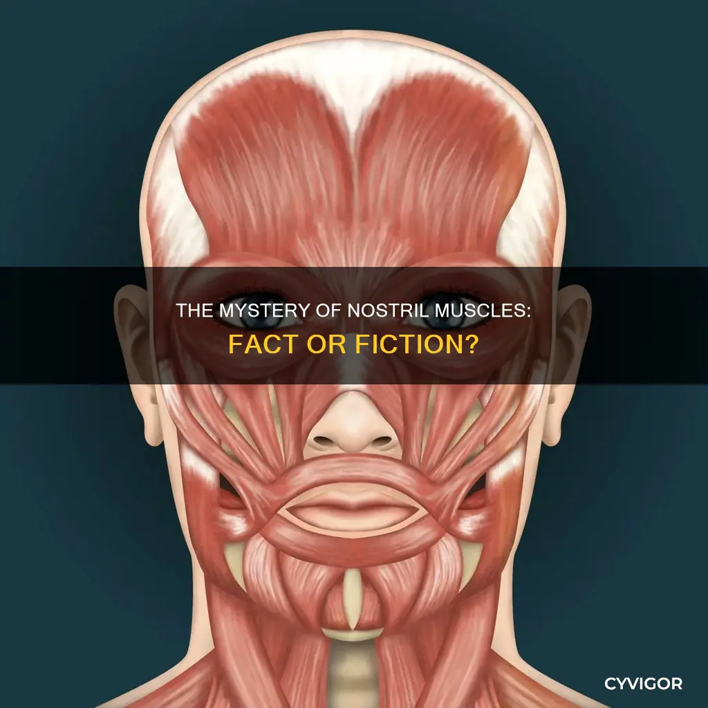 The Mystery Of Nostril Muscles: Fact Or Fiction? | CyVigor