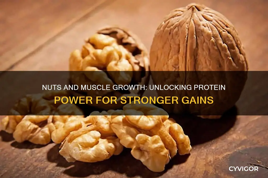 Nuts And Muscle Growth: Unlocking Protein Power For Stronger Gains ...